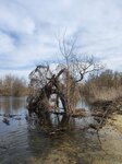 Добровский зональный рыбопитомник (Lipetsk Region, Dobrovskiy munitsipalny okrug, Kalikinskiy selsovet), balık çiftçiliği ve toptancıları  Lipetskaya oblastından
