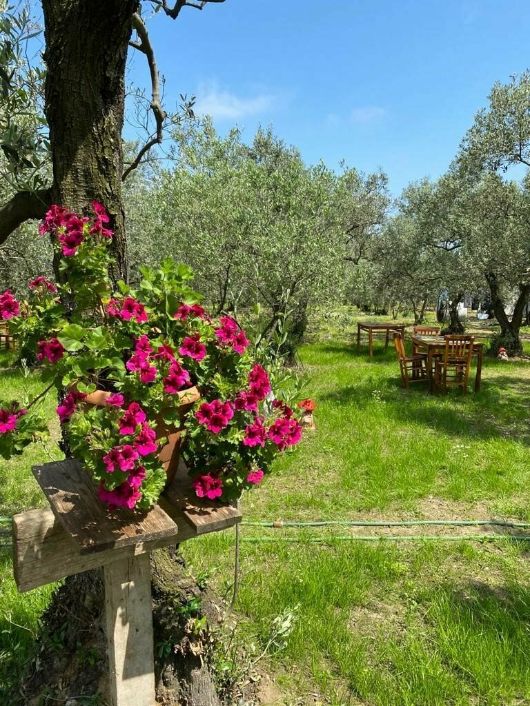 Restoran Zeytin Dalı Kır Kahvaltısı, Erdek, foto
