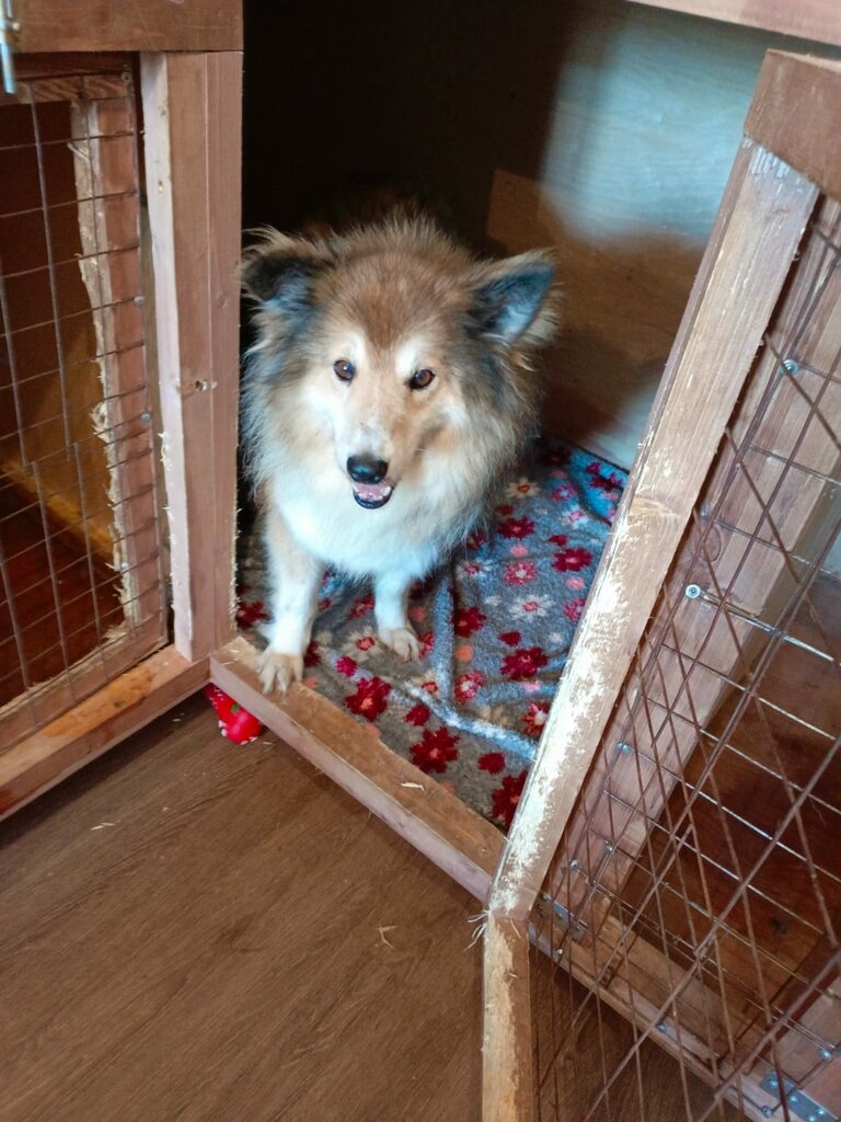 Pet otel Надежные Руки, Moskova ve Moskovskaya oblastı, foto