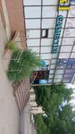 Pchyolka (Shostakovıch kóshesi No:7Г, Taraz), çocuk gelişim merkezleri  Taraz'dan