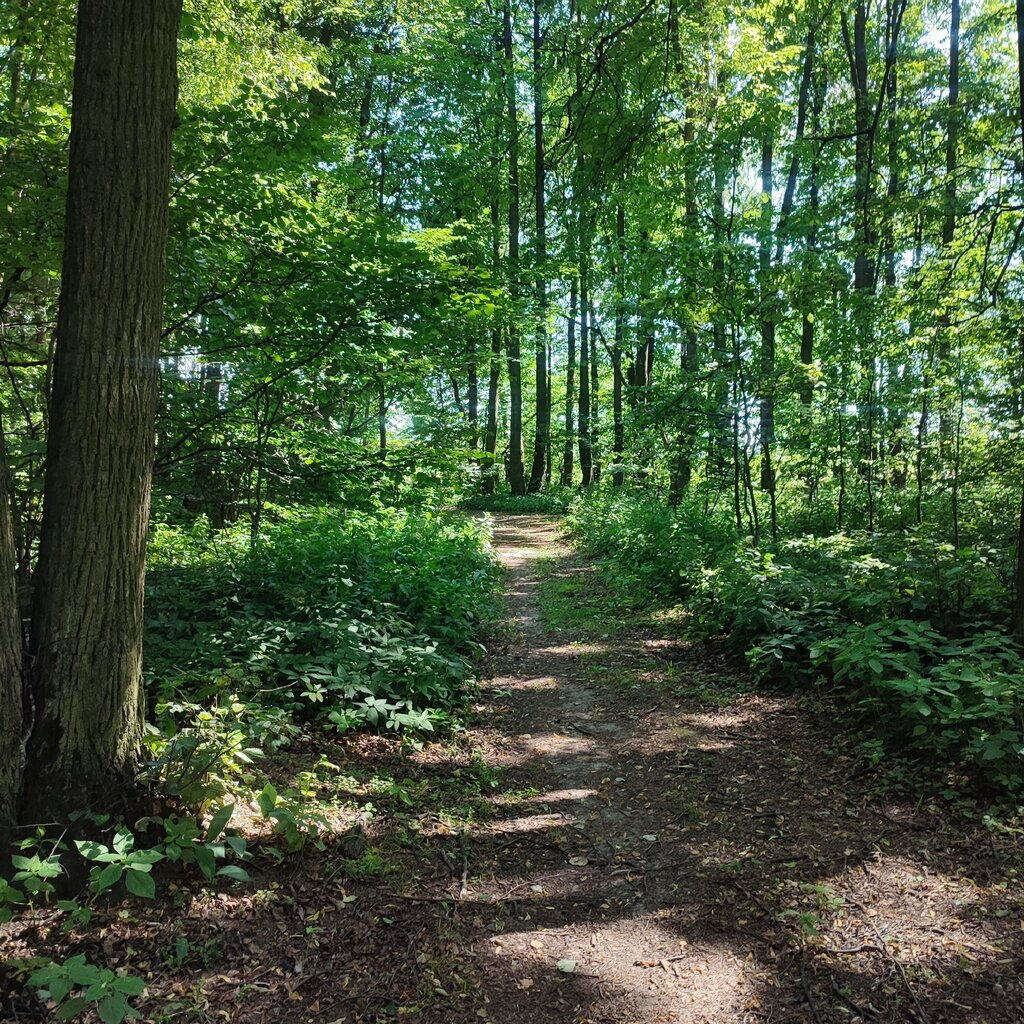 Kültür ve eğlence parkları Усадебный парк Кончеево, Moskova, foto