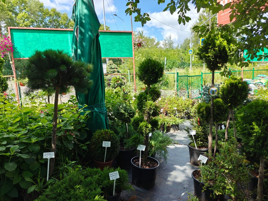 Sera ve bahçe ürünleri ДимДим, Moskova ve Moskovskaya oblastı, foto