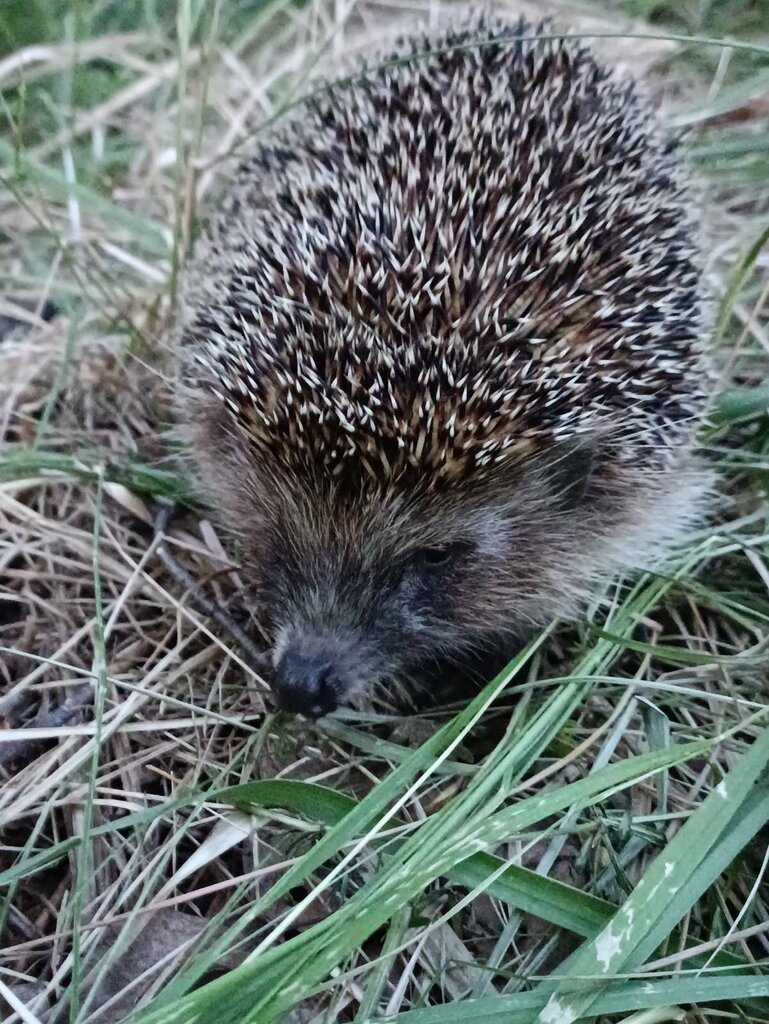 Yaz kampı Дружба, Nijegorodskaya oblastı, foto