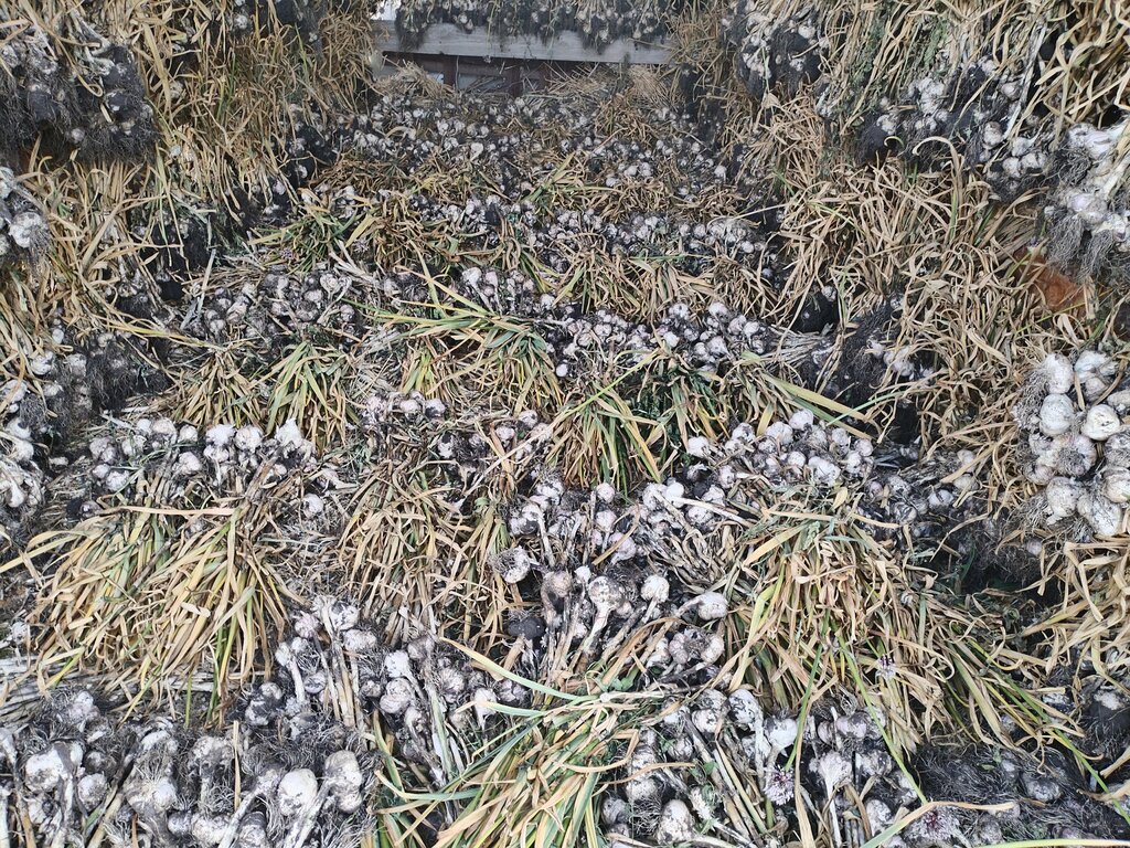 Tarım ürünleri firmaları Самарский чесночок, Samarskaya oblastı, foto