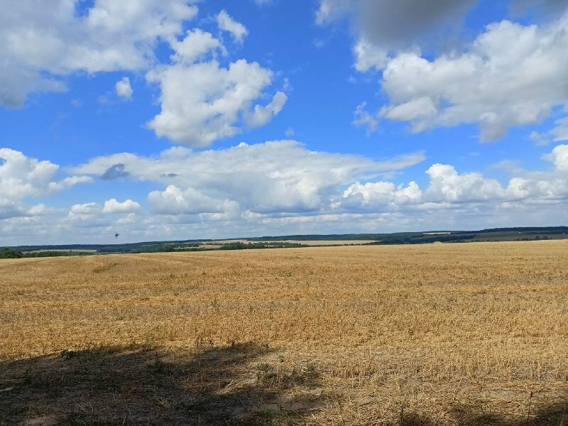 Orman урочище Кулига, Belgorodskaya oblastı, foto