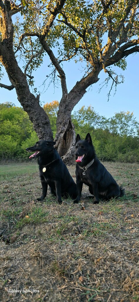 Doğa 700-летняя груша, Kırım Cumhuriyeti, foto
