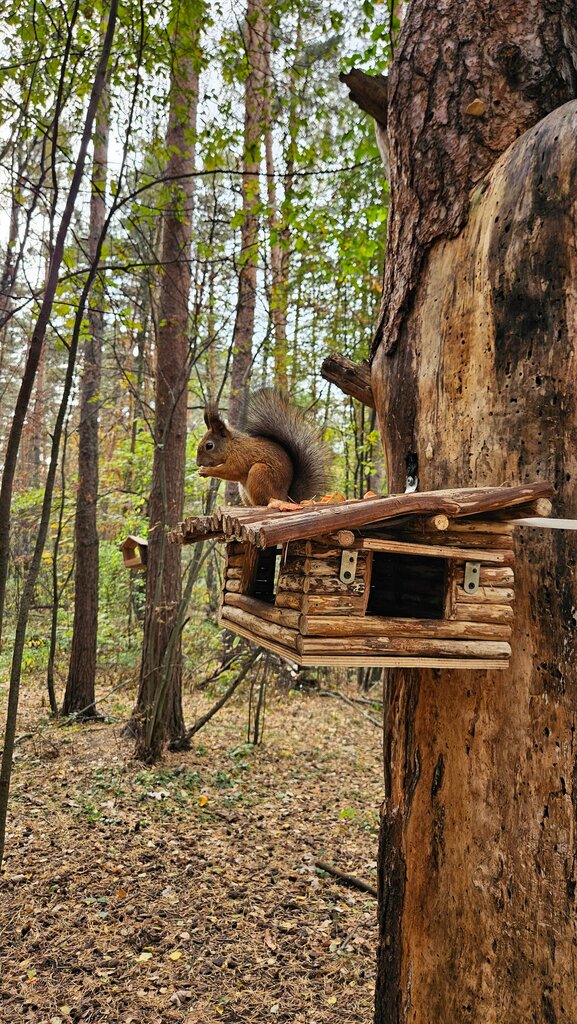 Piknik alanı Место для пикника, Moskova ve Moskovskaya oblastı, foto