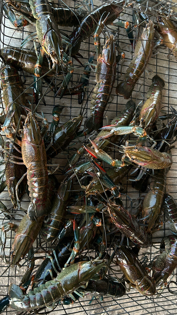 Balık çiftçiliği ve toptancıları Рыбопитомник Брюховецкий, Krasnodarski krayı, foto