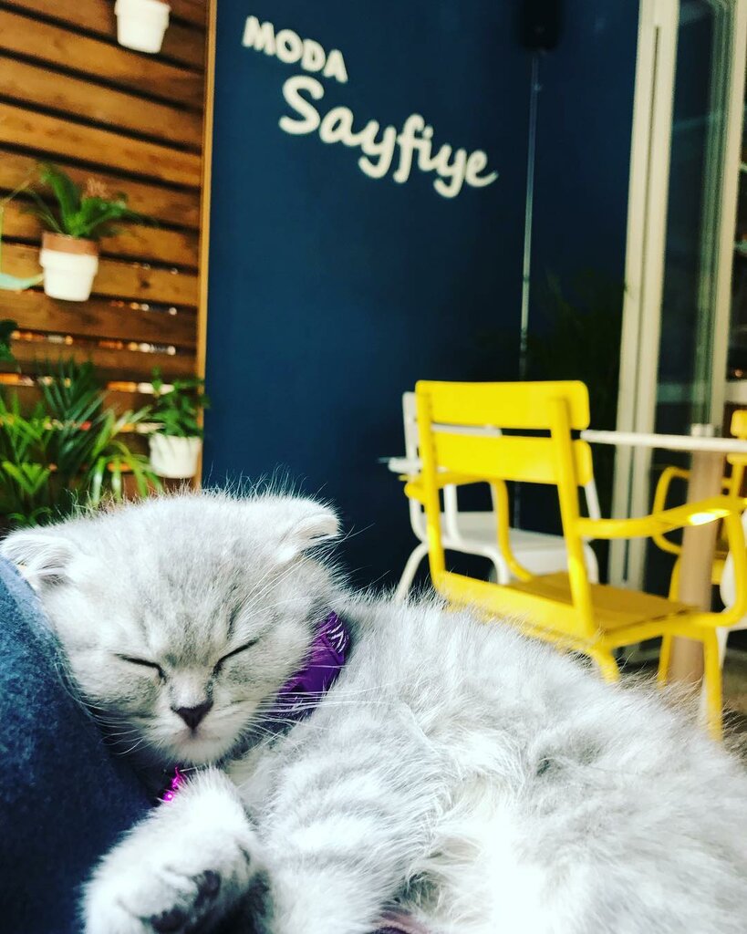 Kahve dükkanları Moda Sayfiye, İstanbul, foto