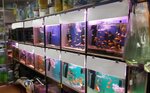 Trabzon Boncuk Kuşevi-Akvaryum (Trabzon, Ortahisar, Uzun Sok., 68K), petshop  Ortahisar'dan