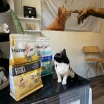 Kedi Kafe (Sakarya, Hendek, Mahmutbey Mah., 1061. Sok., 11A), kafe  Hendek'ten