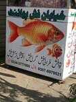 Khiyaibaan fish point (6 Street No:172, Khayaban e Sir Syed, Sector 1), balık ve deniz ürünleri  Rawalpindi'den