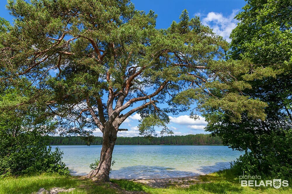 Parklar ve ormanlar Республиканский биологический заказник Лунинский, Brestskaya oblastı, foto