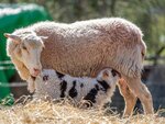 Veravet (Bolu, Göynük, Hacı Abdi Mah., Deveyolu Sok., 1), otomobil servisi  Göynük'ten