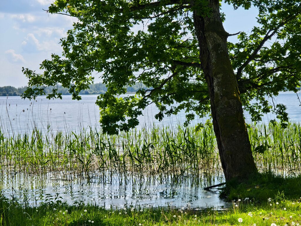 i̇skele Jetty , Vitebskaya oblastı, foto