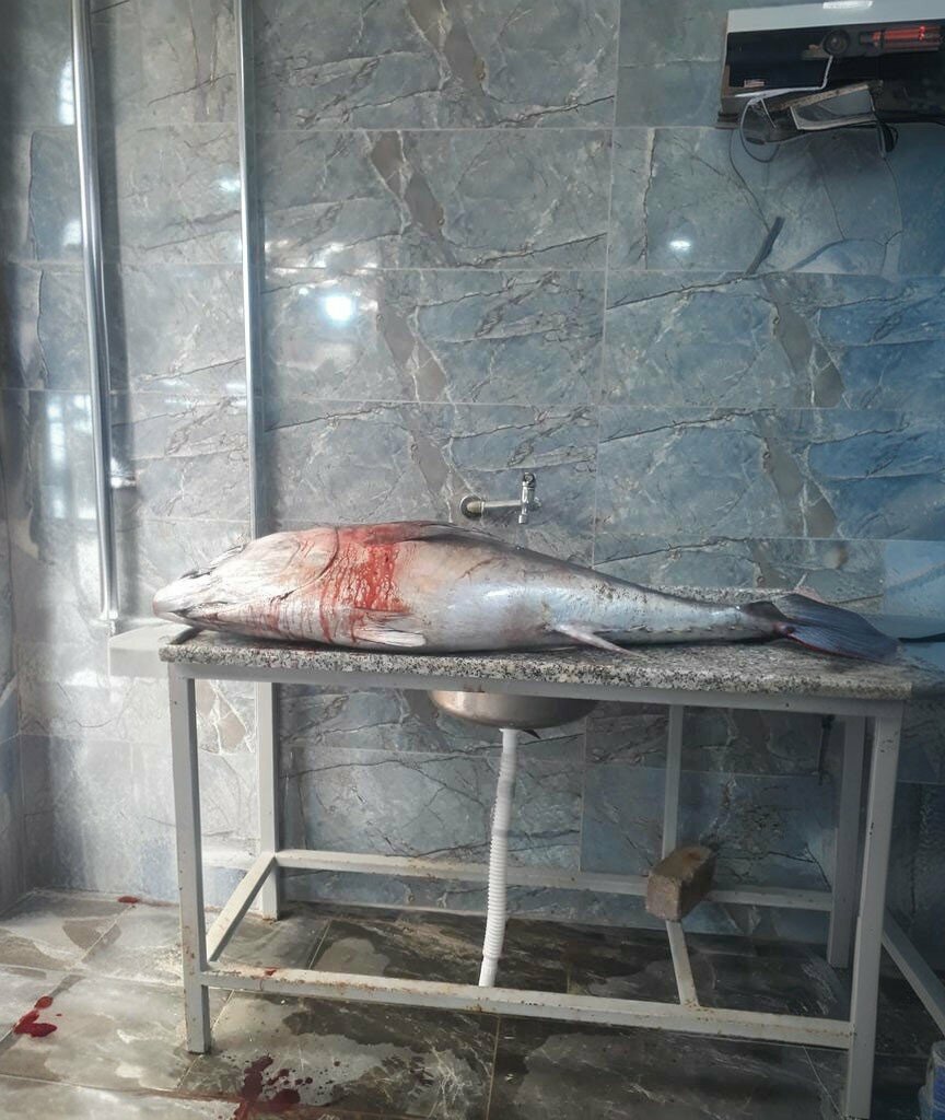 Balık ve deniz ürünleri Nazilli Balık Hali, Nazilli, foto