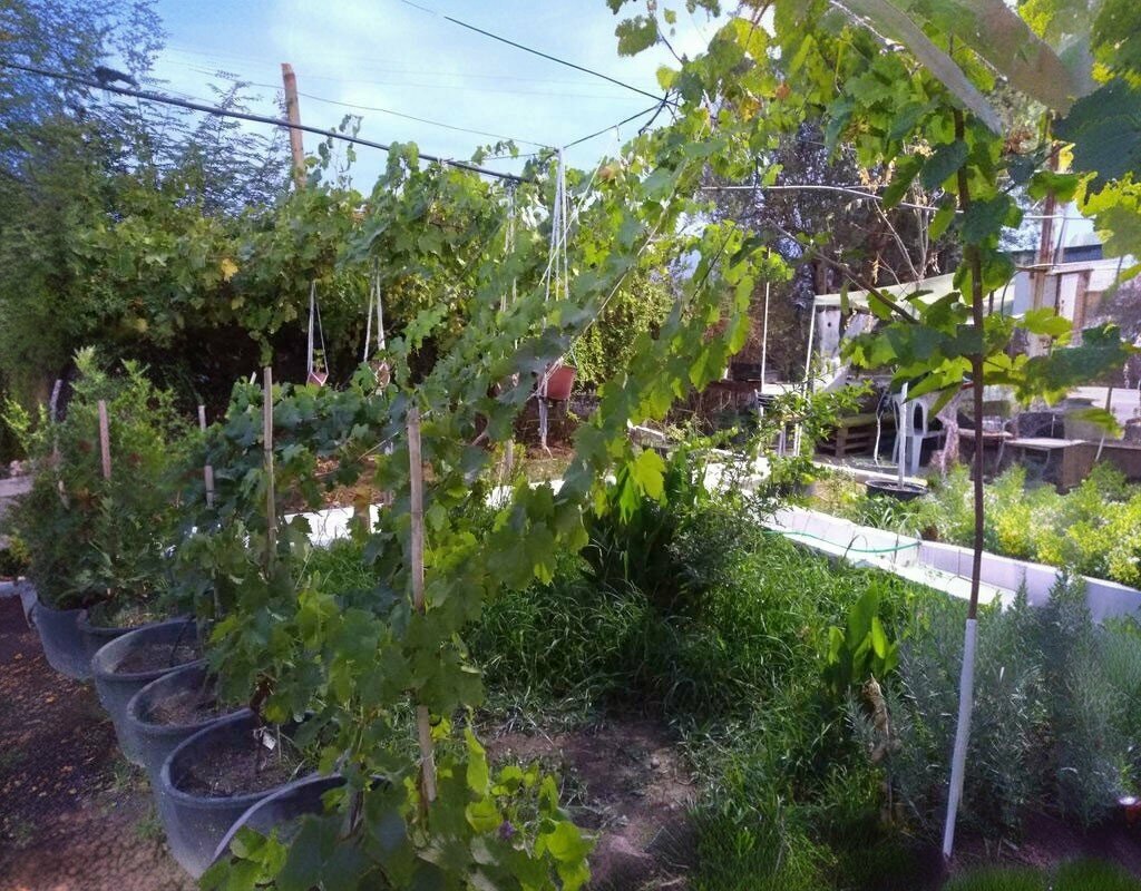 Fidan yetiştiriciliği Çalışkan Asma Fidancılığı, Manisa, foto