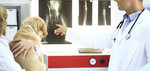 Ambulatorio Veterinario Pinerolese (Via des Geneys No:4, Pinerolo), veteriner klinikleri  Piyemonte'den