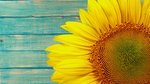 Blumen Wolfinger GbR Floristik für alle Anlässe (Bavaria, Neustadt an der Waldnaab, Schützenweg, 4), çiçek teslimatı  Bavyera'dan