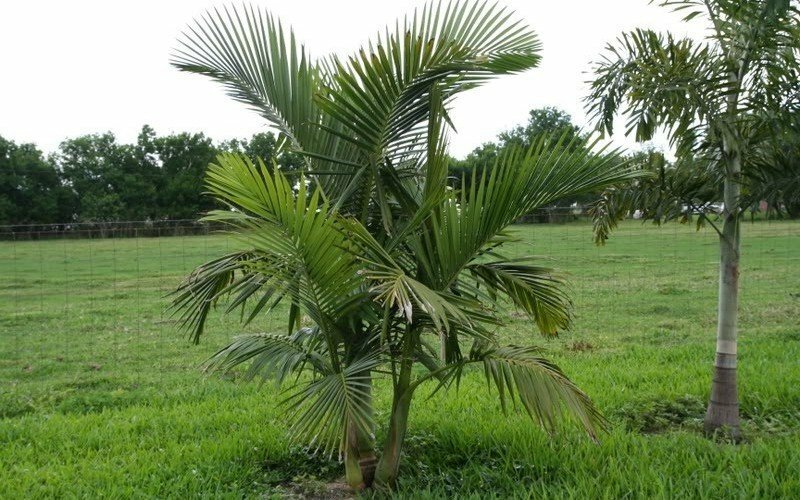 Bahçe ekipmanları ve teknolojileri Cortes & Sons Landscaping & Nursery, Port Charlotte, foto