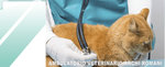 Ambulatorio Veterinario Archi Romani (Via Rosselli No:7, Acqui Terme), veteriner klinikleri