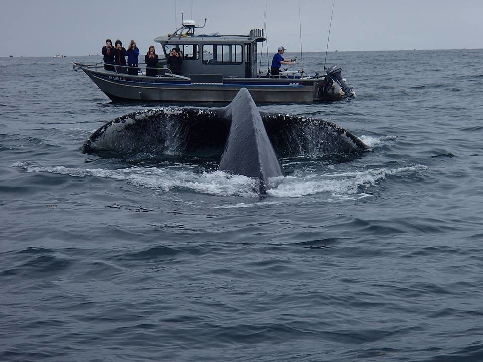 Otel Alaska Premier Charters, Inc. dba Wild Strawberry Lodge, Sitka, foto