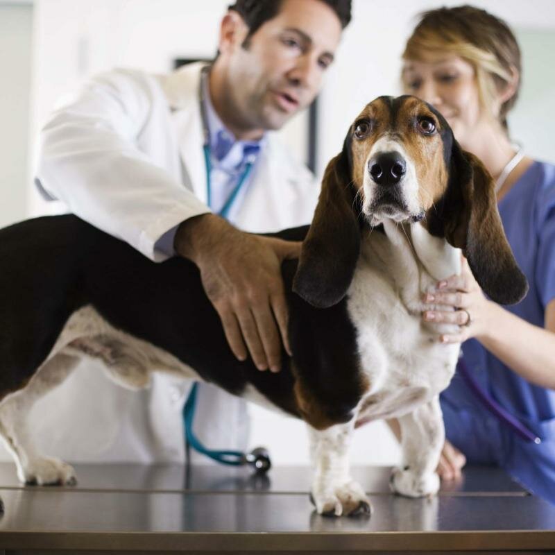 Veteriner klinikleri Ambulatorio Veterinario Mosele, Dünya, foto
