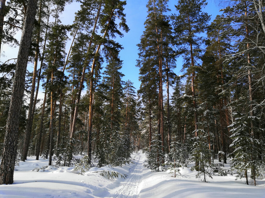 Doğa koruma alanı Федеральное государственное учреждение Национальный парк Бузулукский Бор, Orenburgskaya oblastı, foto