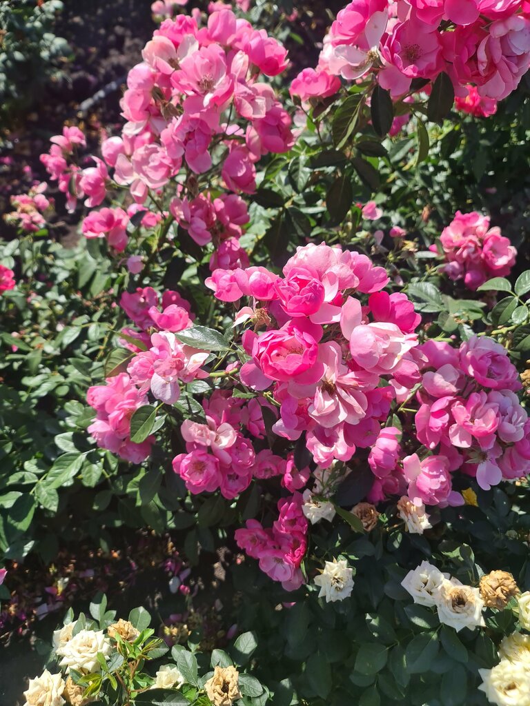 Sera ve bahçe ürünleri Rose Garden, Buturlinovka, foto