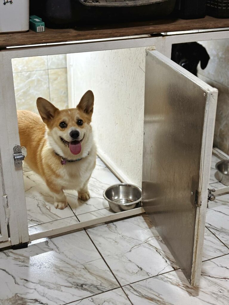 Pet otel Doghotelsochi Doghouse, Soçi, foto