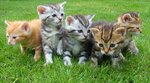 Mission Pawsible Domestic Pets Grooming (29, 19A Street, Port Saeed, Deira, Dubai), pet otel  Dubai'den