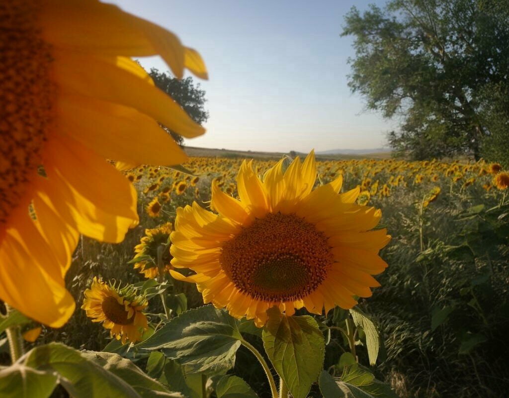 Muhtarlıklar Alişar Köy Muhtarlığı, Akpınar, foto