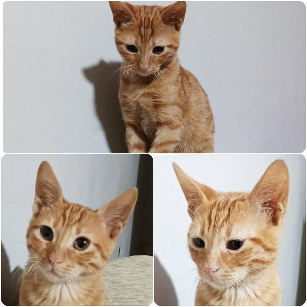 Veteriner klinikleri CosmoVet Veteriner Kliniği 7/24, İstanbul, foto