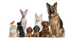 Esopo Veterinaria Maria Luigia Dott. ssa Ferdinandi (Lazio, Latina, Largo Jacopo Peri), veteriner klinikleri  Latina'dan