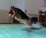 Swimming Dogs Piscina per Cani (Tuscany, Florence, Via Pisana, 295), evcil hayvan yetiştiricileri  Floransa'dan