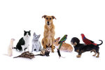 Ambulatorio Veterinario Melinu Dott. ssa Giovanna (Sardinia, Sassari, Via Cala Girgolu, 15), veteriner klinikleri  Sardunya'dan