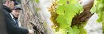 Azienda Agricola Ottaviano Lambruschi (Liguria, provincia della Spezia, Via Olmarello, 28), şarap ve içki toptan satışları  Ligurya'dan