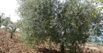 Azienda Agricola Fontana Reale (Campania, Benevento), bal ve arıcılık firmaları  Campania'dan