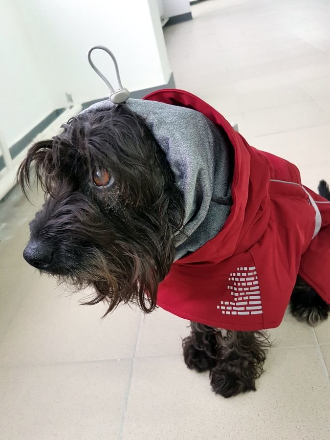 Kişisel gelişim merkezi Little Buddy, Moskova, foto