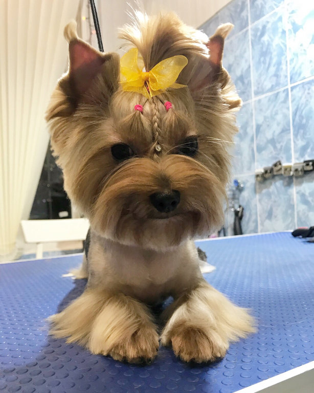 Evcil hayvan kuaförleri Zoosalon & grooming by Olga, Moskova, foto