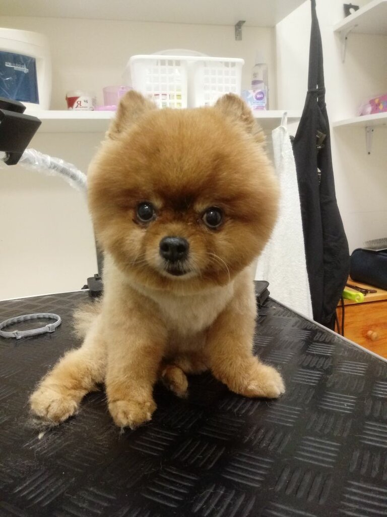 Evcil hayvan kuaförleri Зоосалон Дружок, Sergiyev Posad, foto