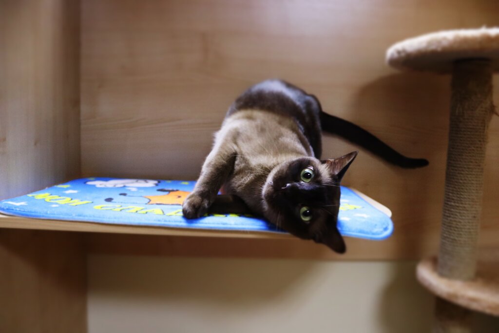 i̇nternet portalları Kot96, Yekaterinburg, foto