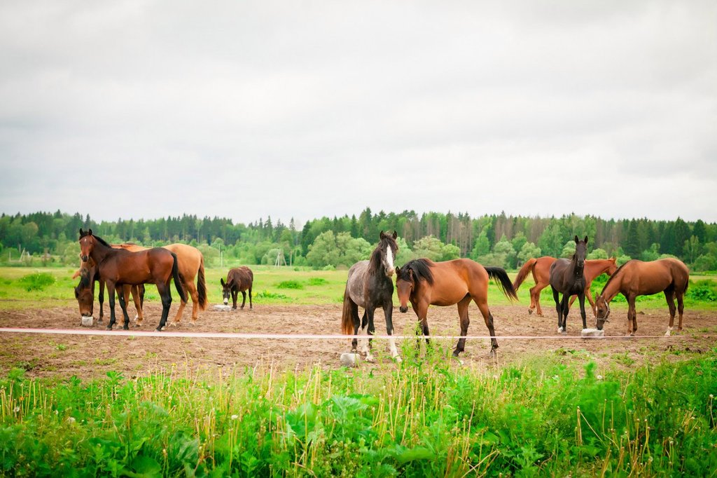 Resort oteller, tesisler КСК Высота, Moskova ve Moskovskaya oblastı, foto