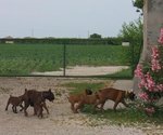 Esteviva Boxer (Emilia-Romagna, Ferrara, Via Jusi), evcil hayvan yetiştiricileri  Emilia‑Romagna'dan