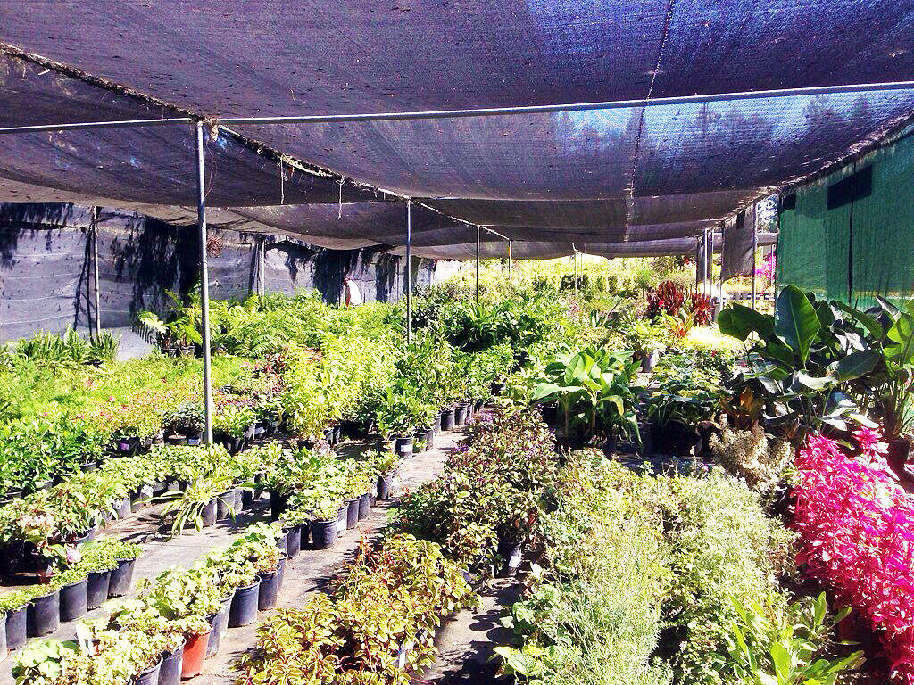 Sera ve bahçe ürünleri Central Wholesale Nursery, San Jose, foto