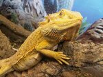 Hobby Zoo (Marche, Macerata), evcil hayvan yetiştiricileri  Marche'den