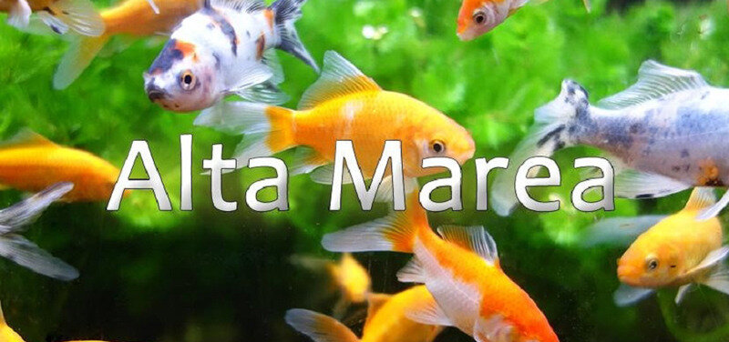 Akvaryumlar Alta Marea - Tutto per L'Acquariologia, Campania, foto