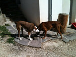 Hundepension Suedtirol (Trentino-Alto Adige, Bolzano – South Tyrol, Via San Cipriano, 18), evcil hayvan yetiştiricileri  Trentino‑Alto Adige'den