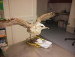Clinica Veterinaria Foce (Liguria, Genova), veteriner klinikleri  Cenova'dan