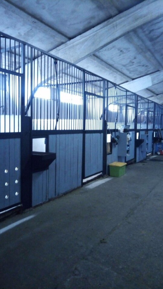 At ve binicilik kulüpleri Аврора, Moskova ve Moskovskaya oblastı, foto